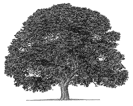 Black Walnut - Konisa Studio