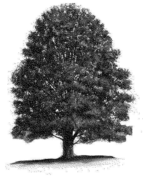 Eastern Maple - Konisa Studio