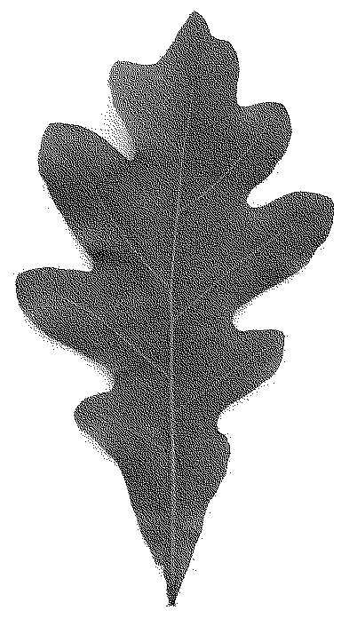 White Oak - Konisa Studio