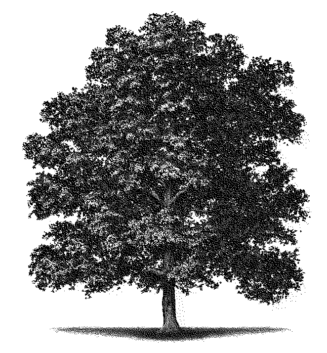 White Oak - Konisa Studio